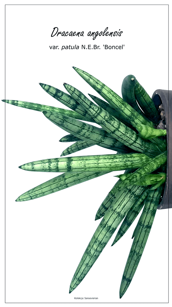 Sansevieria Polska – original/hybrids/variegated